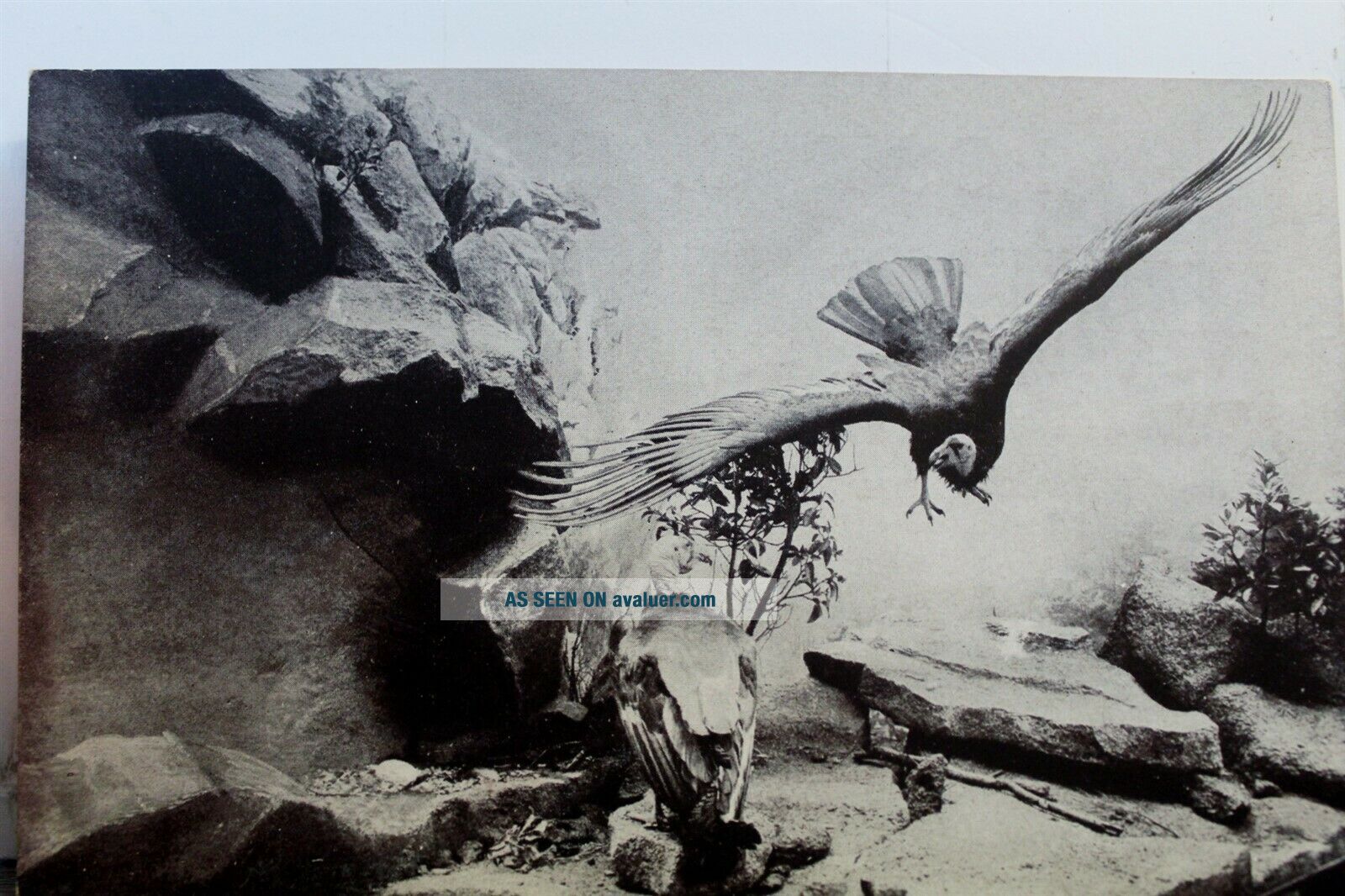Illinois IL Chicago Natural History Field Museum California Condors ...