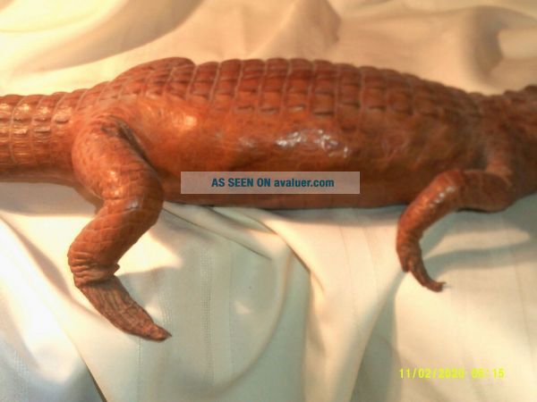 Vintage 1960 Taxidermy Stuffed Crocodile Full Body About 30 ", Display ...