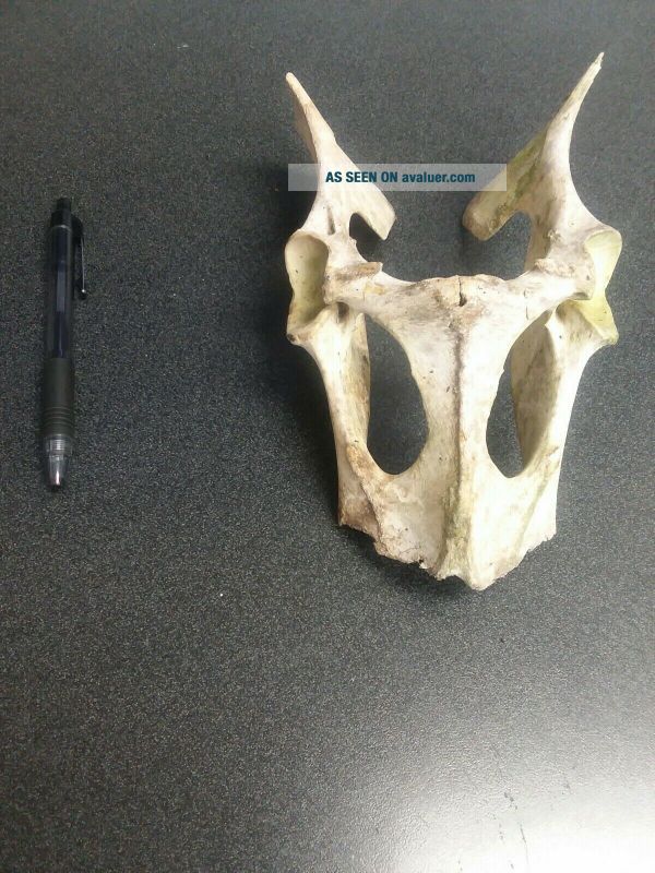 White Tailed Deer Bones Pelvic Real Animal Bones Taxidermy Decor ...