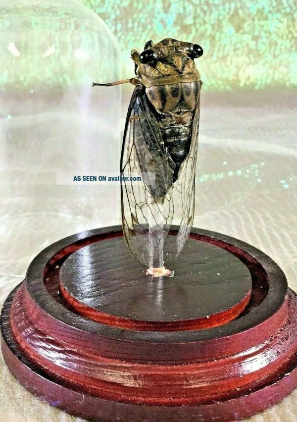 N11 Taxidermy Entomology Locust Cicada Glass Dome Display Collectible ...