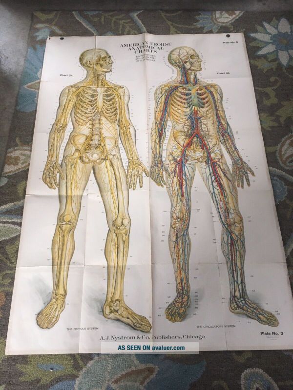 Medical Illustration Pull Down Chart Frohse Anatomy Max Brodel Antique ...