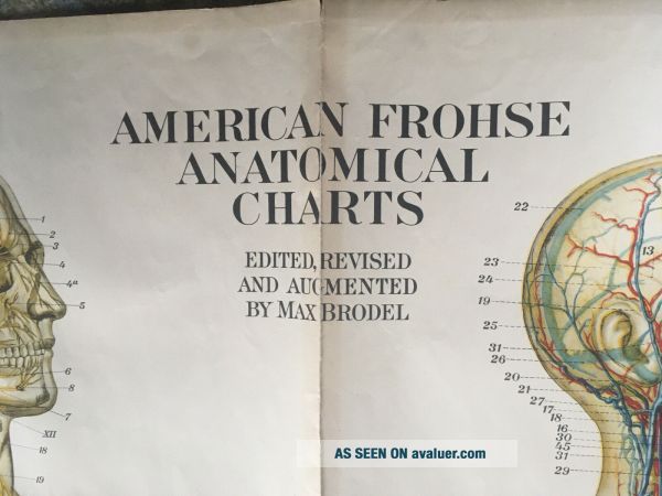 Medical Illustration Pull Down Chart Frohse Anatomy Max Brodel Antique ...
