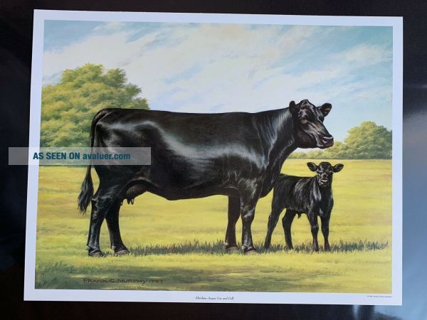 VINTAGE BLACK AMERICAN ANGUS ASSOC. ABERDEEN COW PICTURE PRINT F. C ...
