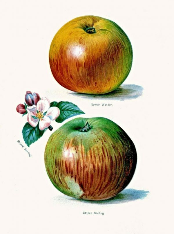 Apples Botanical Fruit Growers Guide - 1 Vintage Art Print/Poster ...