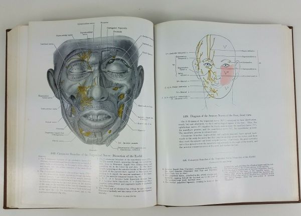 VTG 1956 An Atlas Of Anatomy Fourth Edition By J. C. Grant Williams ...